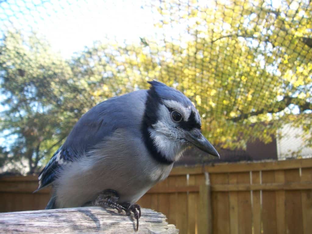 Living with Pete; learning about life from a blue jay - The Animal ...