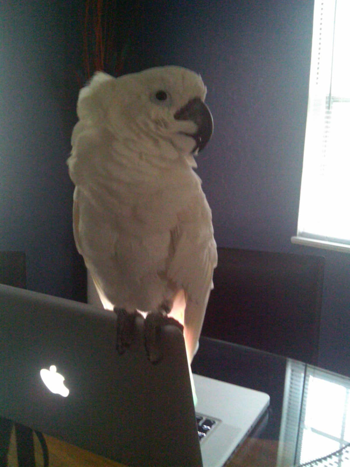 Question on training a behavior; training a bird to trust me getting ...
