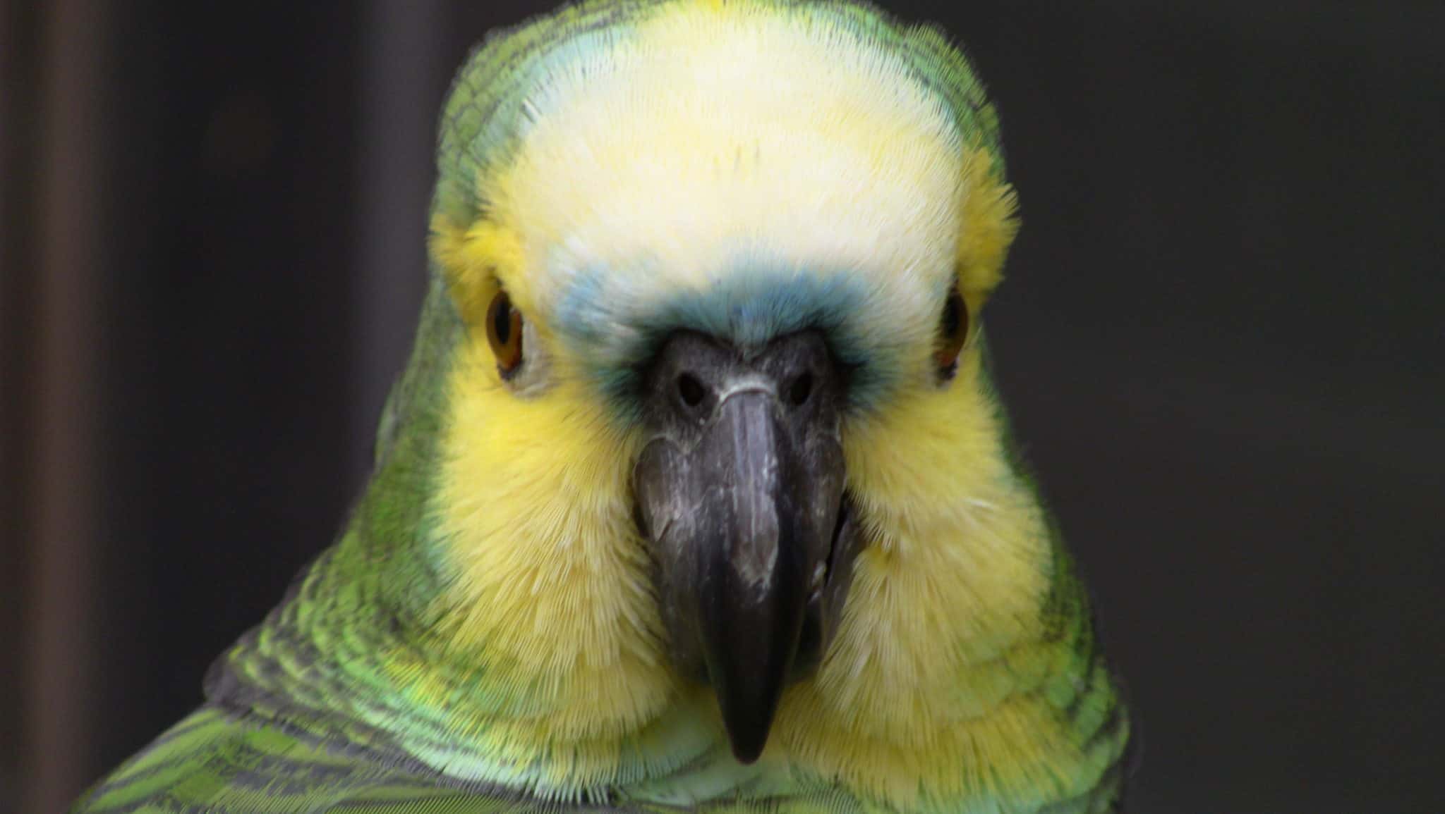 A "Bird Attacking" Question - The Animal Behavior Center