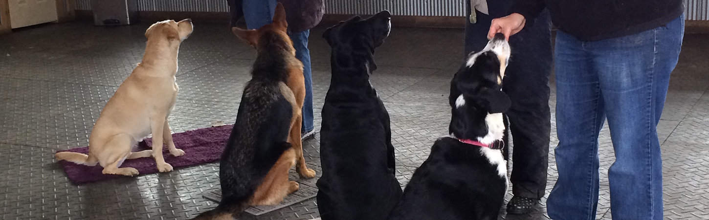 1 - The Animal Behavior Center