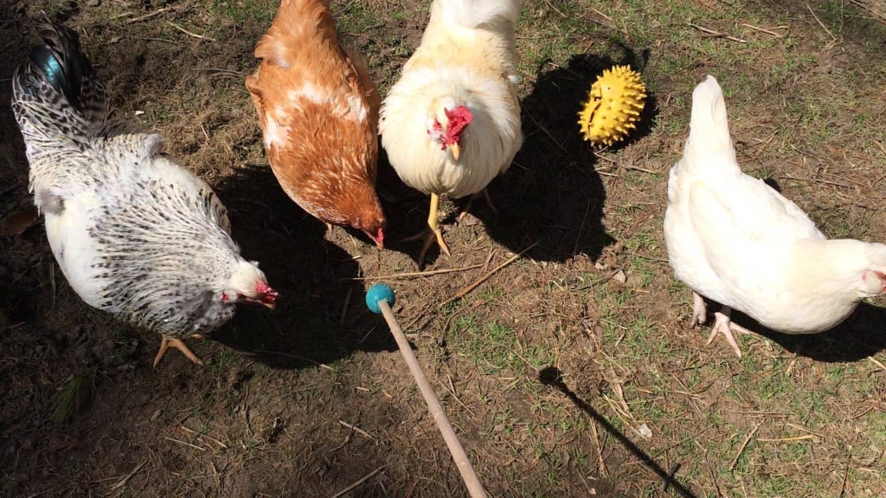 Blog | Animal training and behavior | Positive training The Animal ...