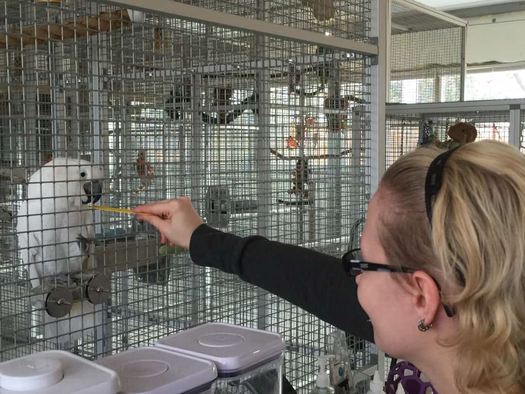 11 Reasons Why You Should Be Training Your Animal To Touch A Target ...