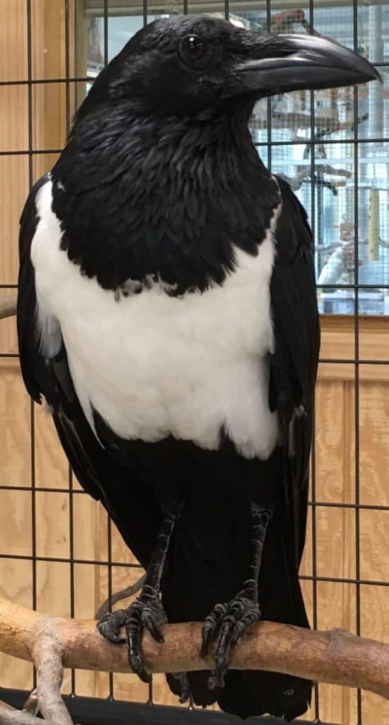 Kronos profile-2 - The Animal Behavior Center