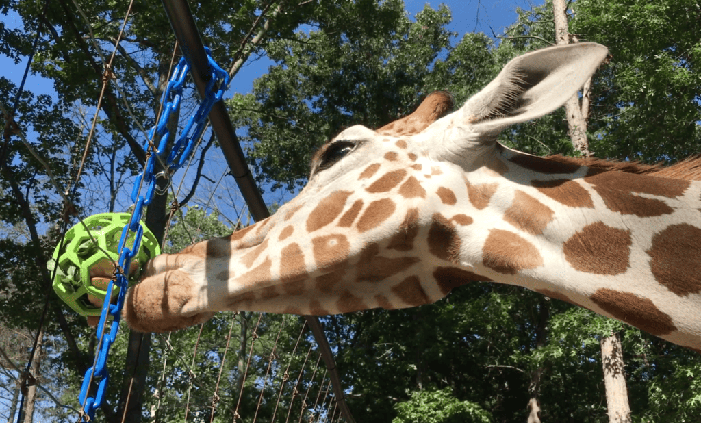 My top 10 Checklist for Healthy Animal Behavior - The Animal Behavior ...