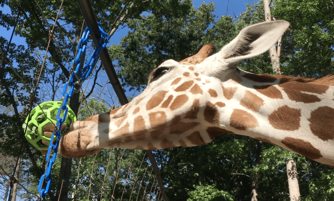 My top 10 Checklist for Healthy Animal Behavior - The Animal Behavior ...