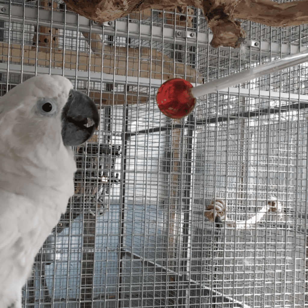 Animal training target sticks The Animal Behavior Center