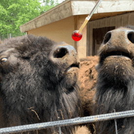 Animal training target sticks The Animal Behavior Center