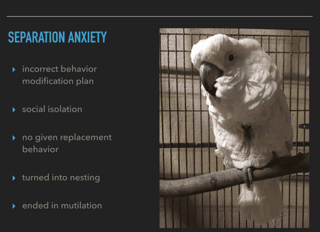 The Severity of Separation Anxiety - The Animal Behavior Center