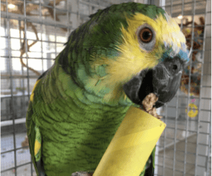 forage bird - The Animal Behavior Center