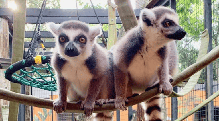 Lemur Encounter - The Animal Behavior Center