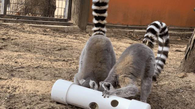 Animal training & education for animal trainers, zookeepers, pet owners ...