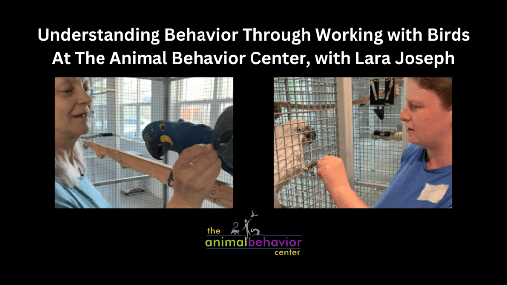 Working with Birds - The Animal Behavior Center